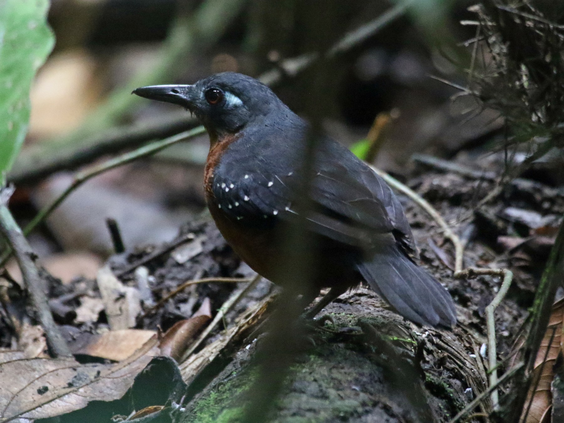 Plumbeous Antbird - eBird