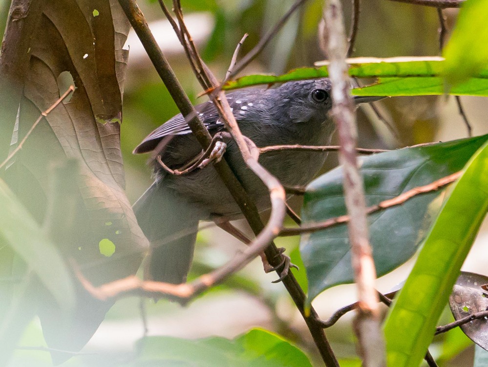 Humaita Antbird - eBird