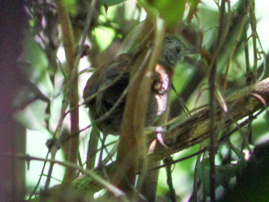 Humaita Antbird - eBird