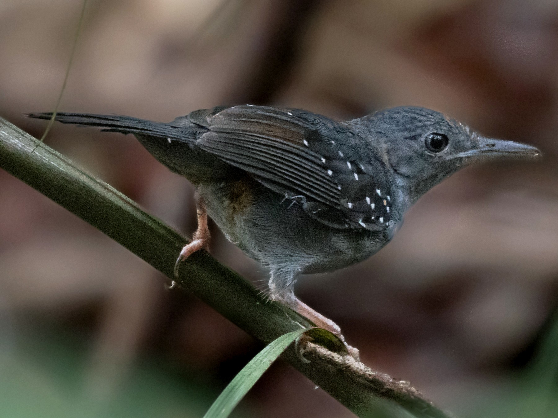 Humaita Antbird - eBird