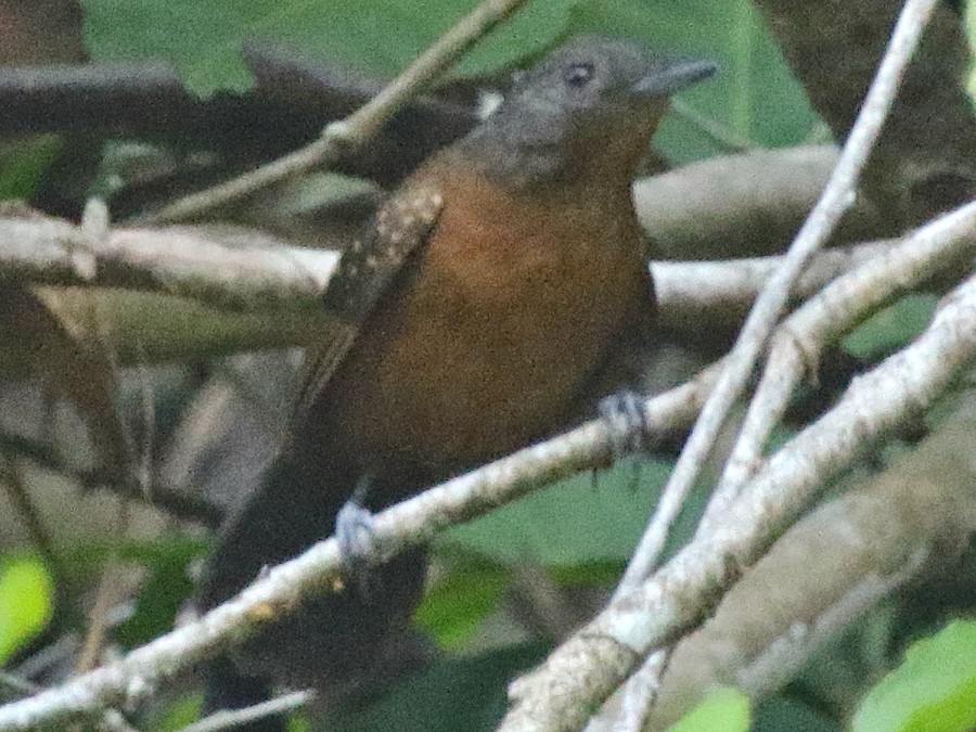 Brownish-headed Antbird - eBird