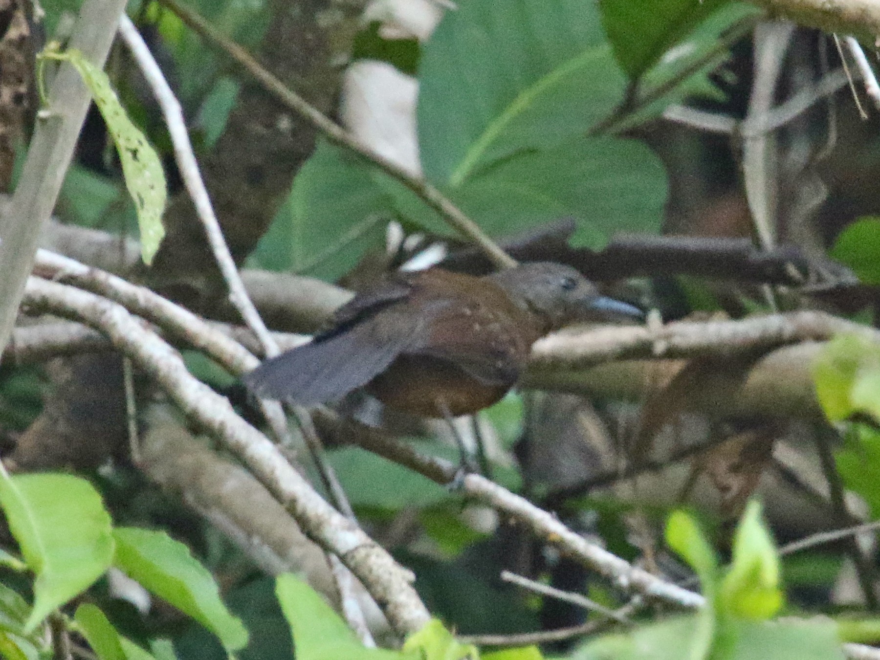 Brownish-headed Antbird - eBird