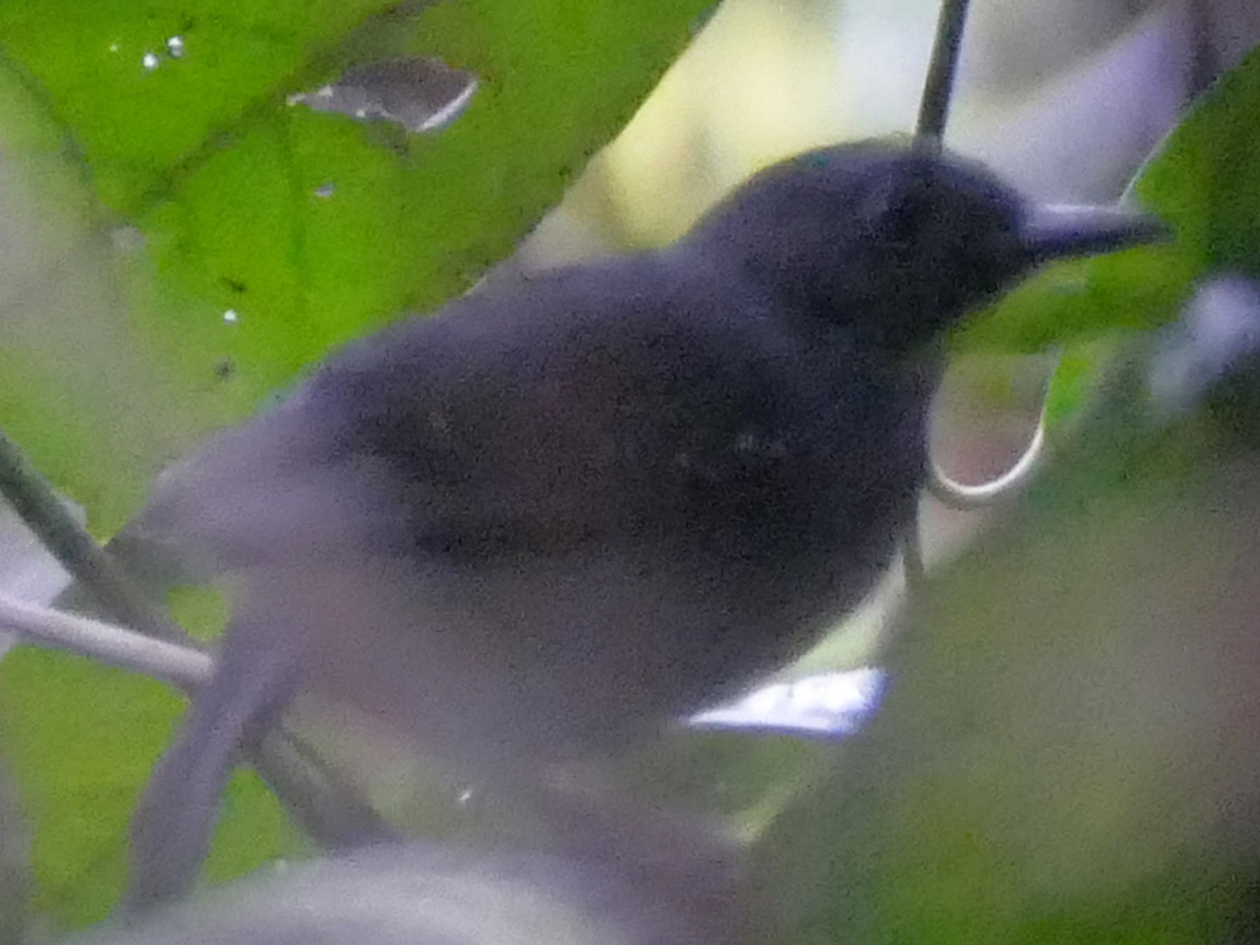Brownish-headed Antbird - eBird