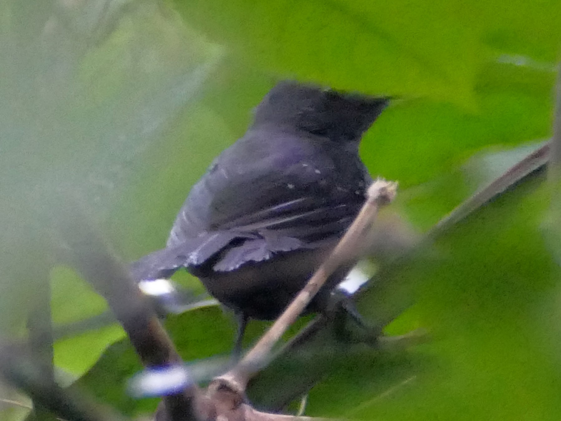 Brownish-headed Antbird - eBird