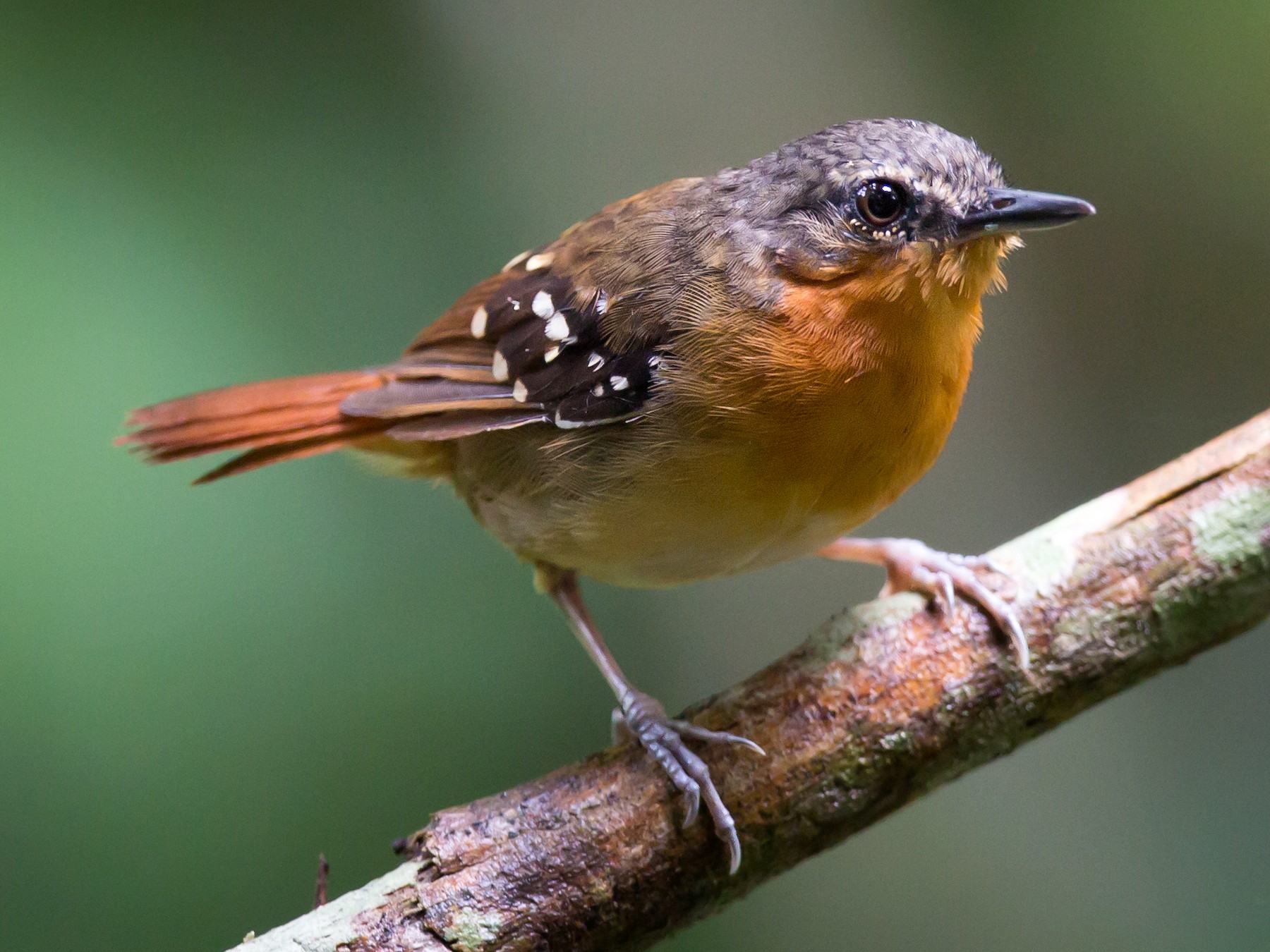 Chestnut-tailed Antbird - eBird