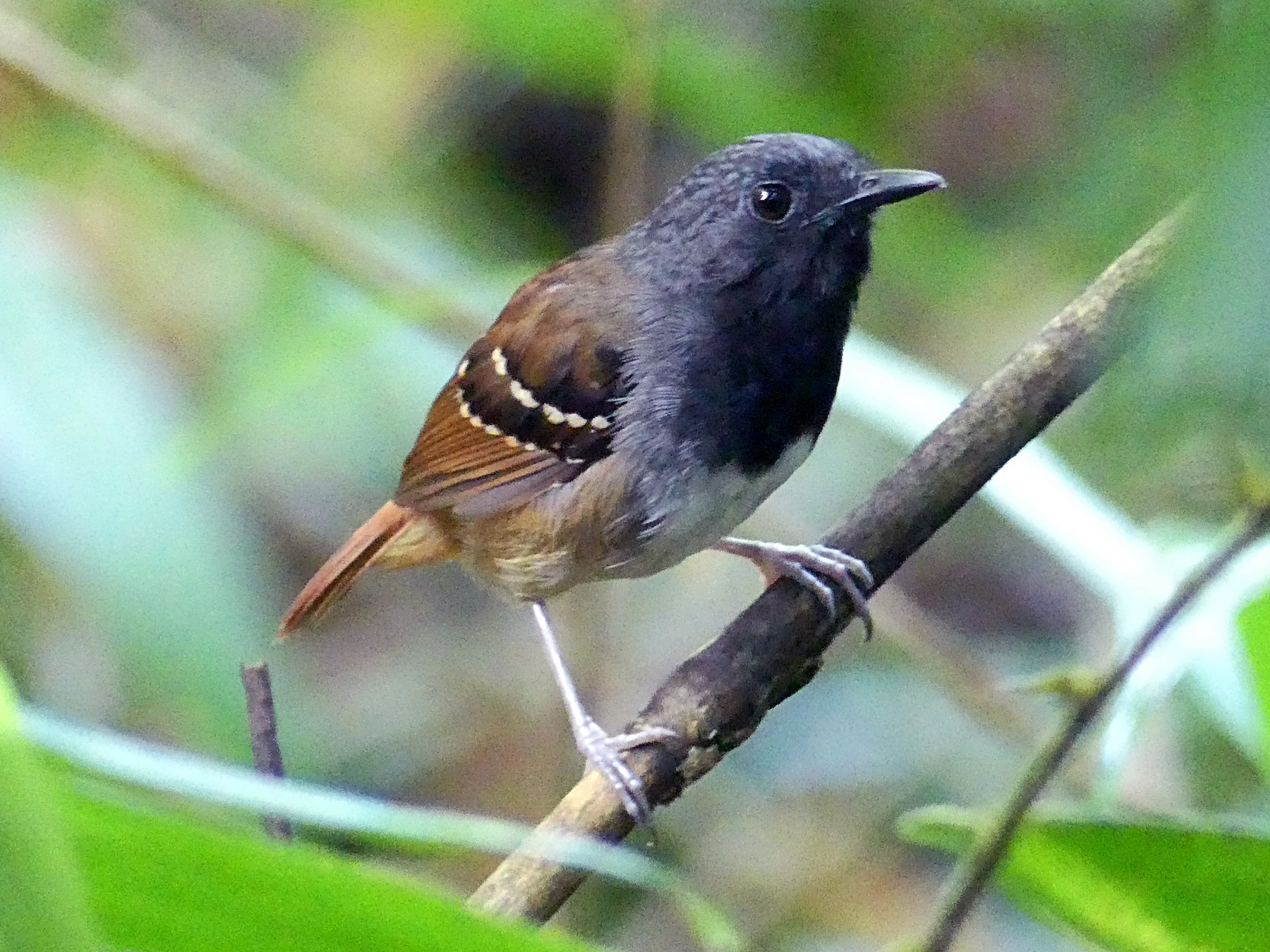 Southern Chestnut-tailed Antbird - eBird