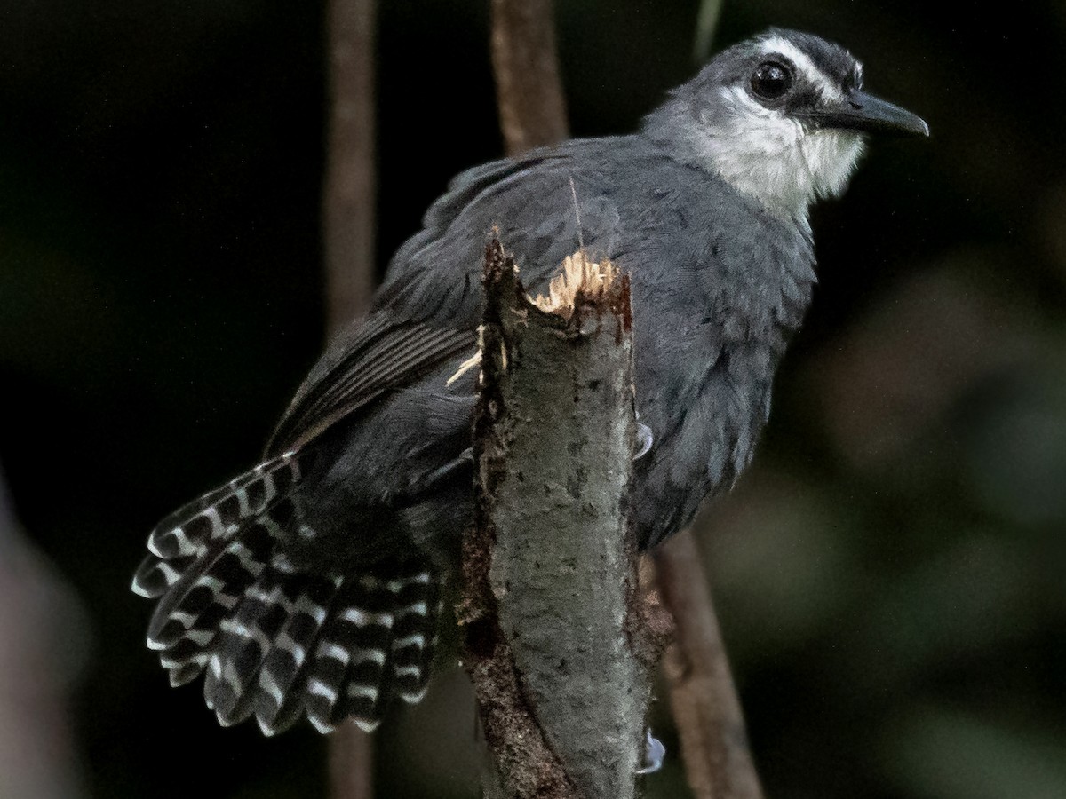 White-throated Antbird - Oneillornis salvini - Birds of the World