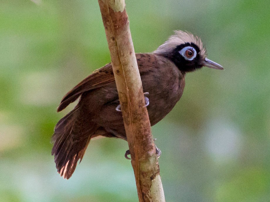 Hairy-crested Antbird - eBird
