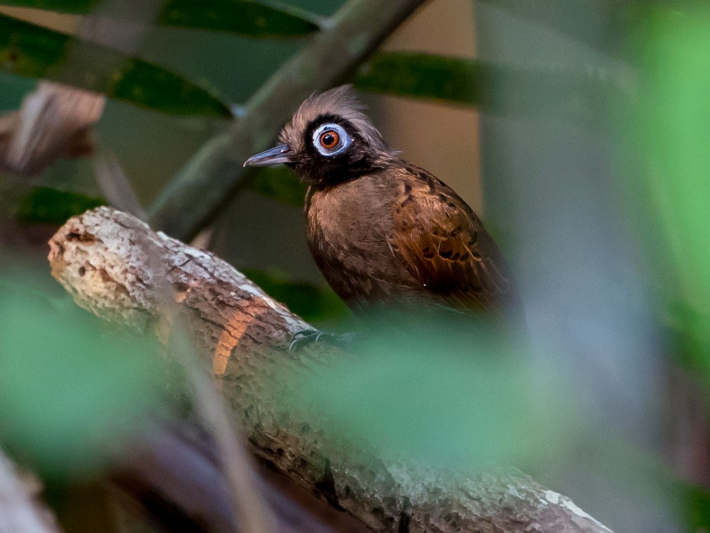 Hairy-crested Antbird - eBird