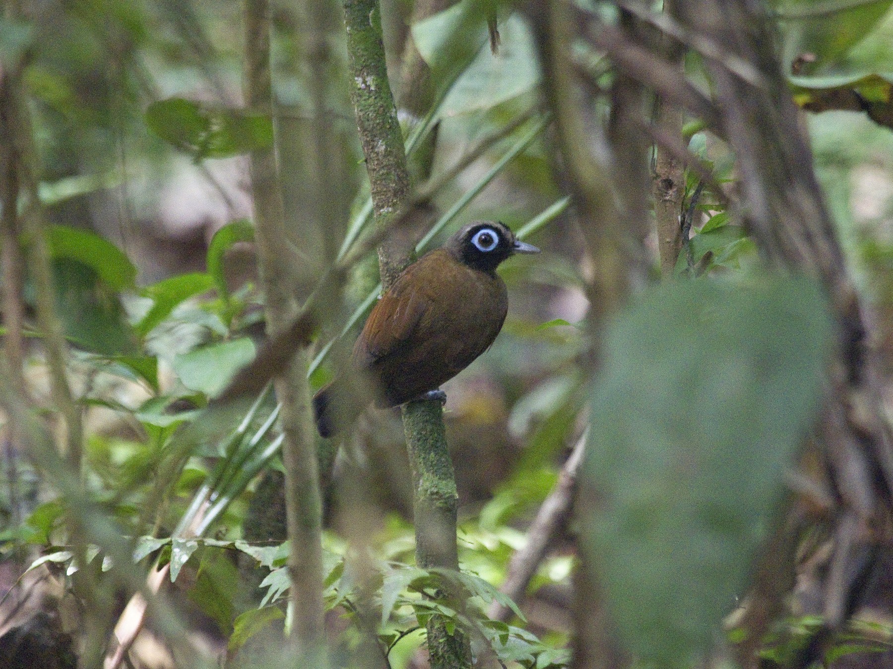 Hairy-crested Antbird - eBird