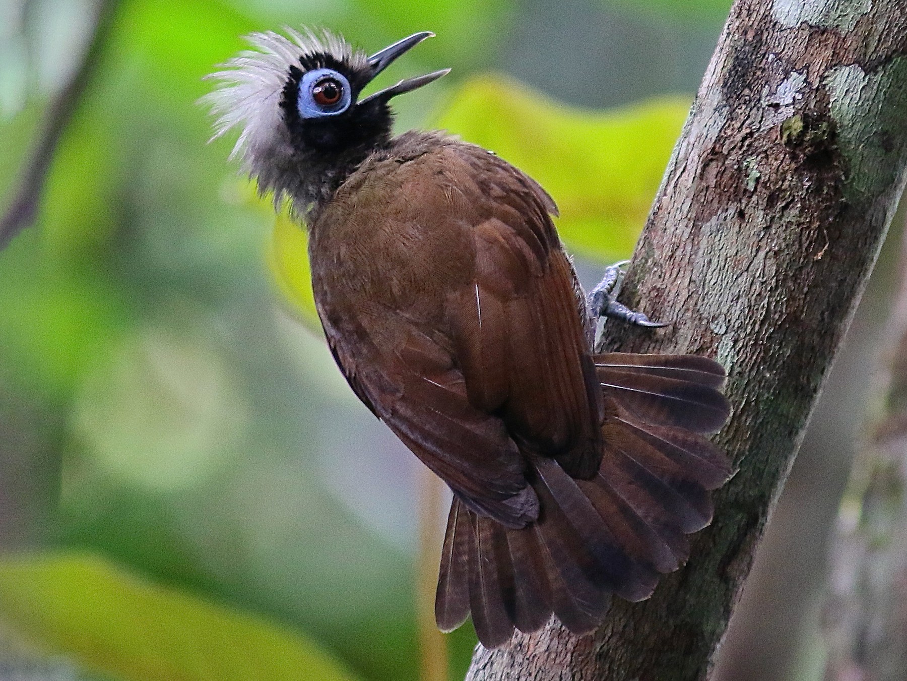 Hairy-crested Antbird - eBird