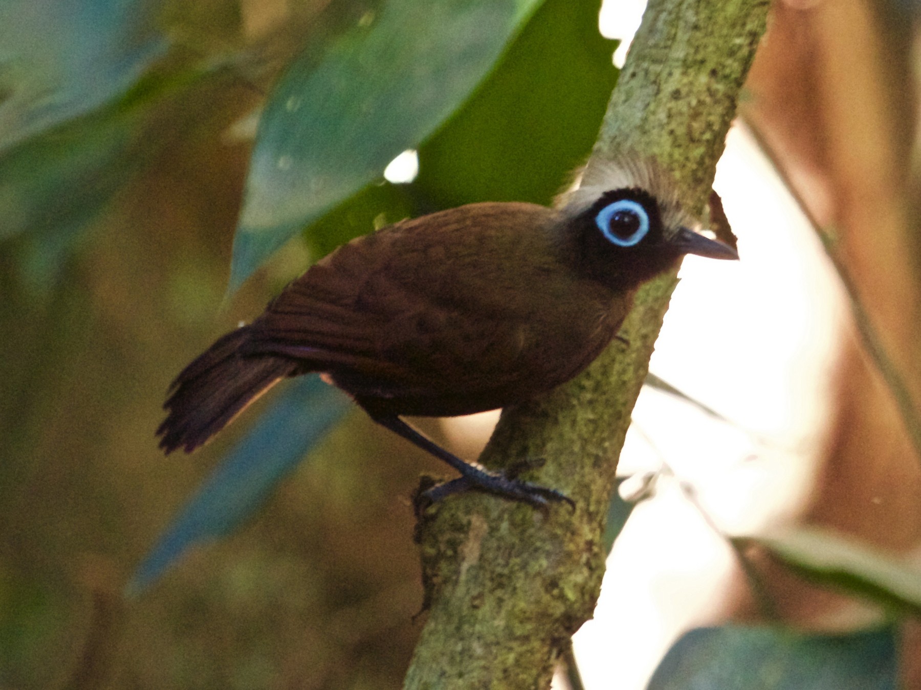 Hairy-crested Antbird - eBird