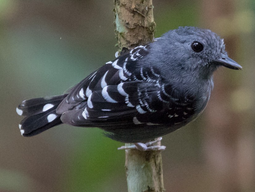 Common Scale-backed Antbird - Willisornis poecilinotus - Birds of the World