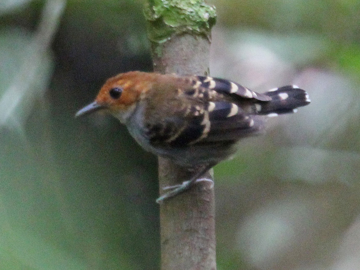 Common Scale-backed Antbird - eBird