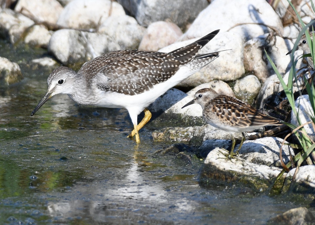 Win a free spot in the Cornell Lab’s shorebird identification course ...