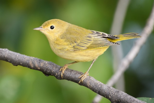Yellow Warbler Male And Female