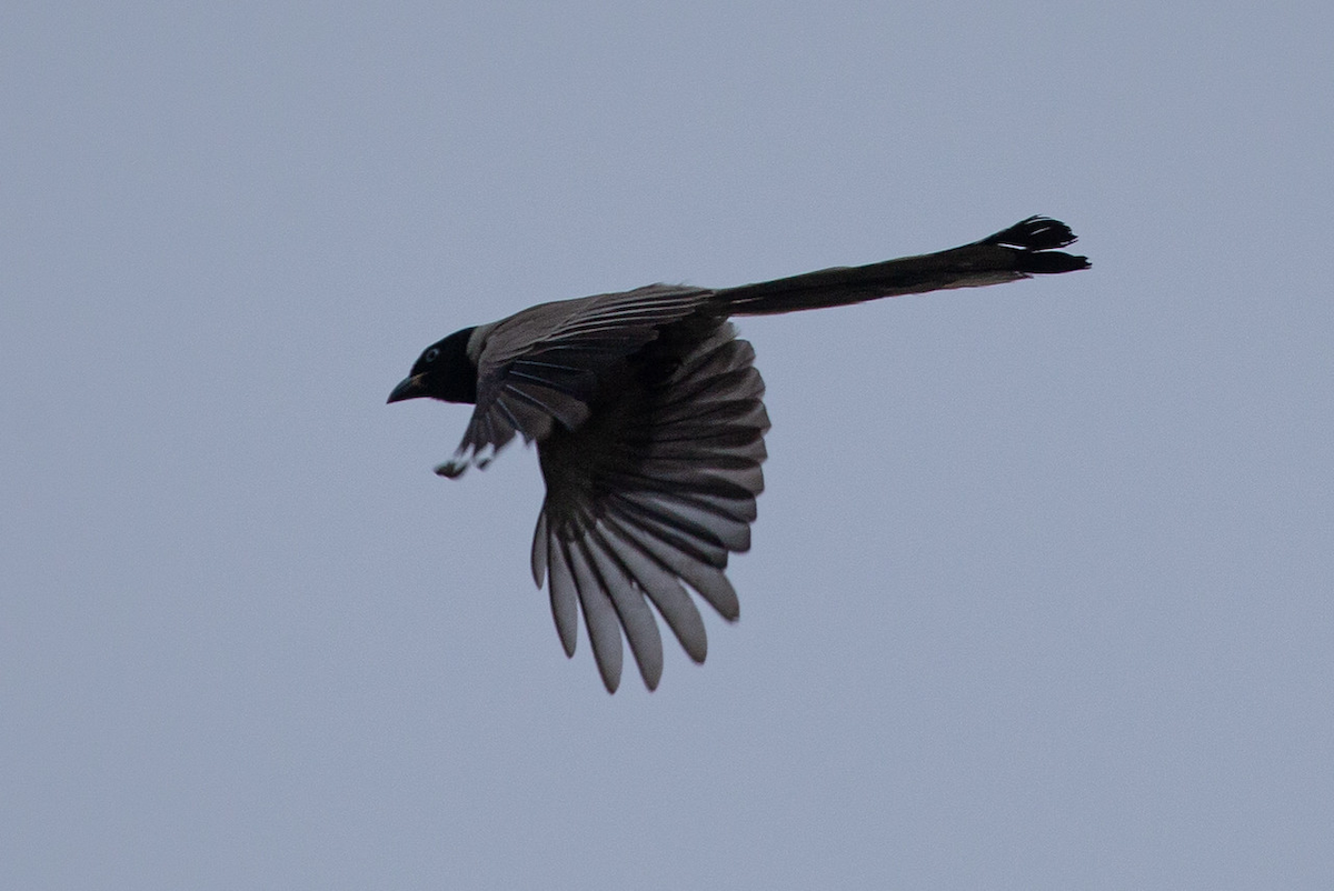 eBird Checklist - 5 Aug 2019 - Taw Win Yadana Rd, Nay Pyi Taw MM ...