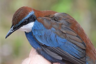 Chestnut-backed Jewel-babbler - Ptilorrhoa castanonota - Birds of the World