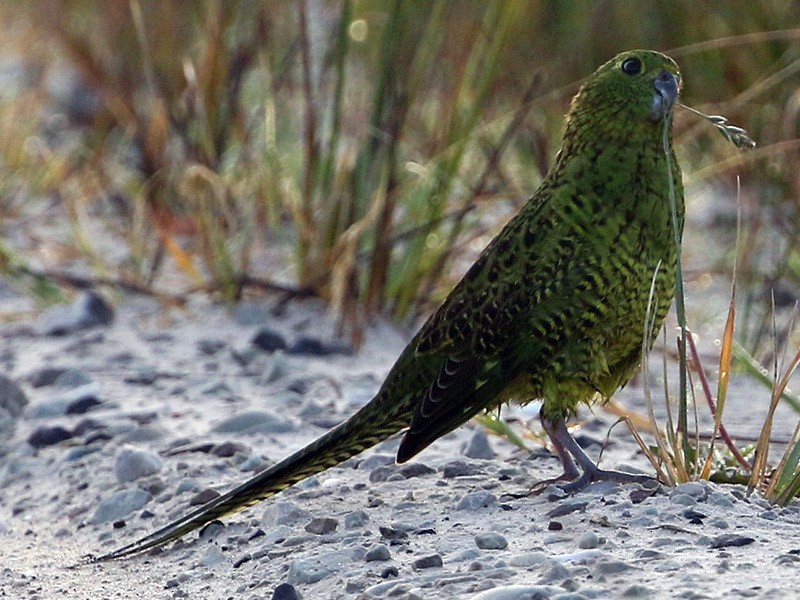 Ground Parrot - eBird
