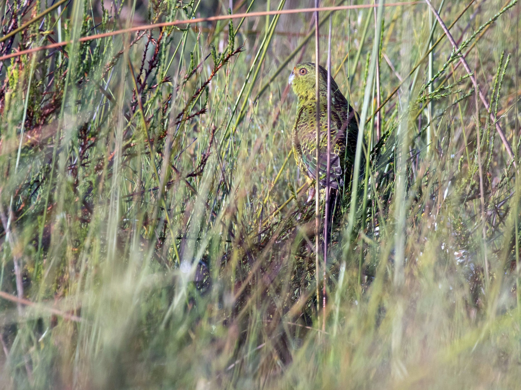 Ground Parrot - eBird