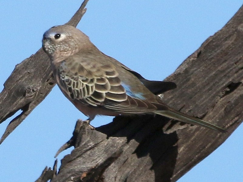 Bourke's Parrot - eBird