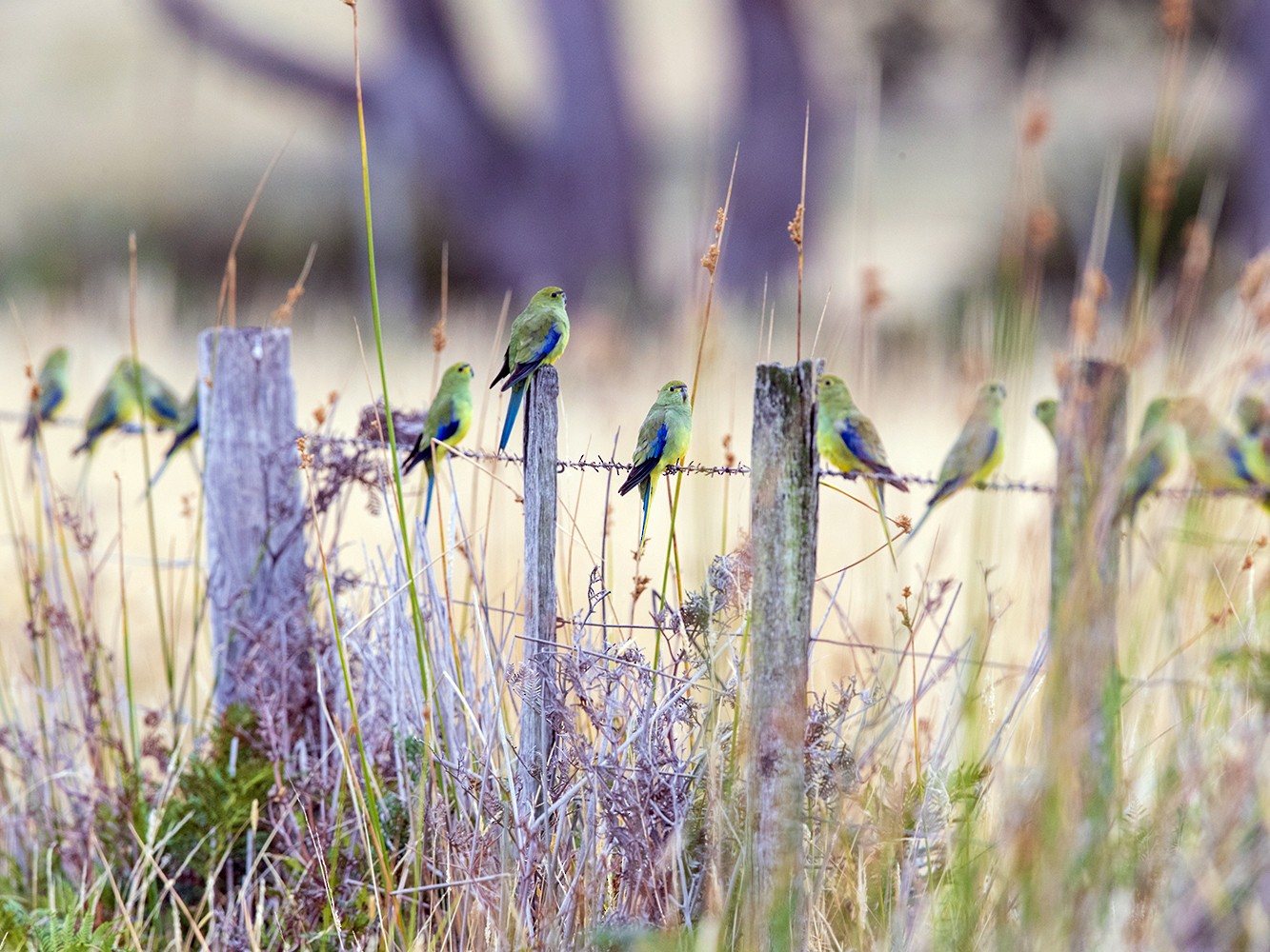 Blue-winged Parrot - eBird