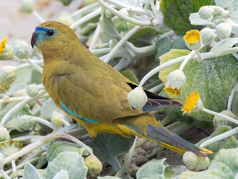Rock Parrot - eBird