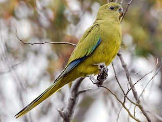 Rock Parrot - eBird