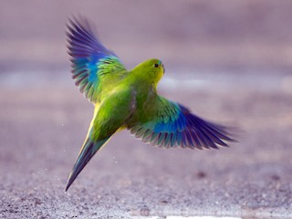 Orange-bellied Parrot - eBird