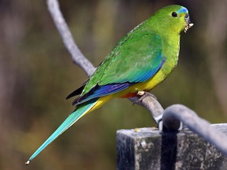 Orange-bellied Parrot - Neophema chrysogaster - Birds of the World