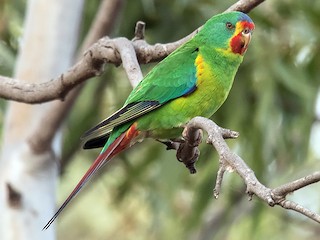 Swift Parrot - Lathamus discolor - Birds of the World