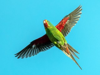 Swift Parrot - eBird