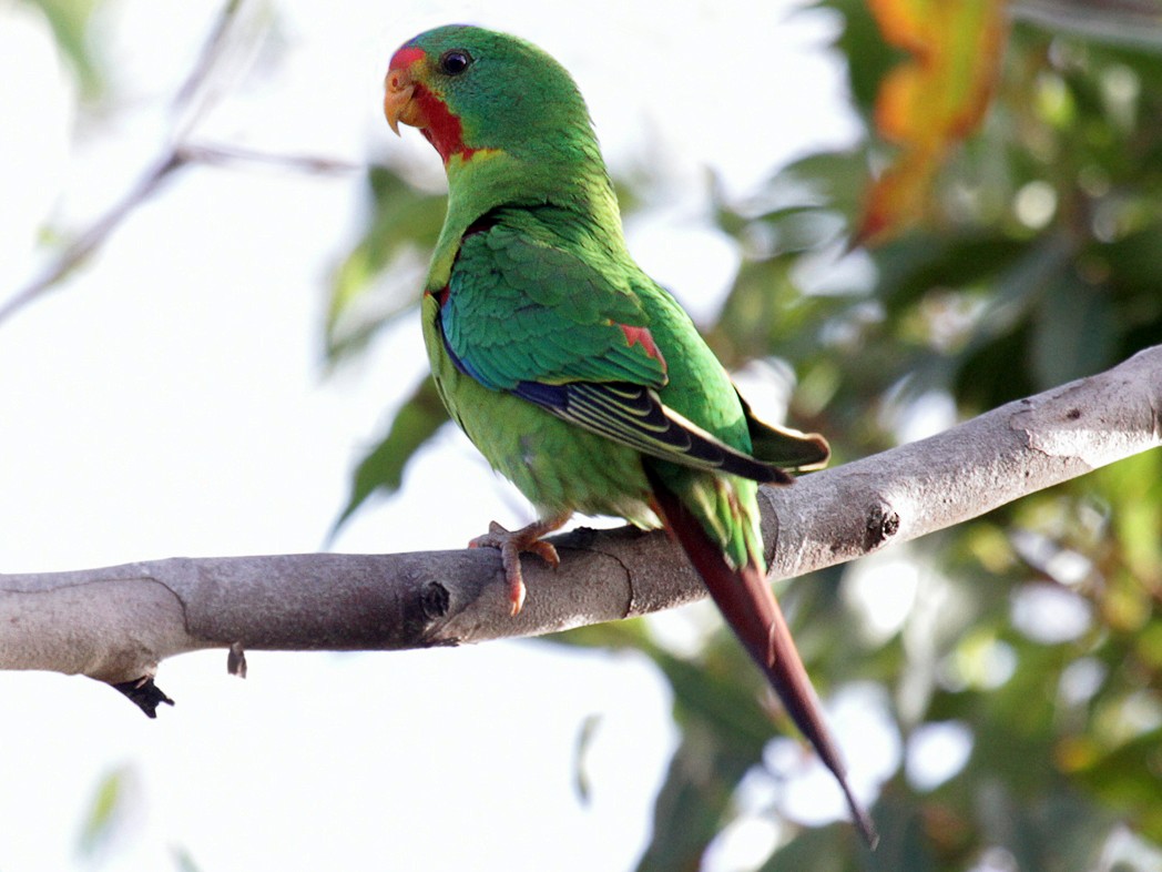 Swift Parrot - eBird