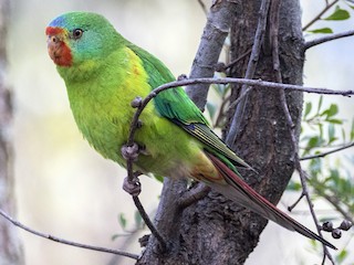 Swift Parrot - eBird