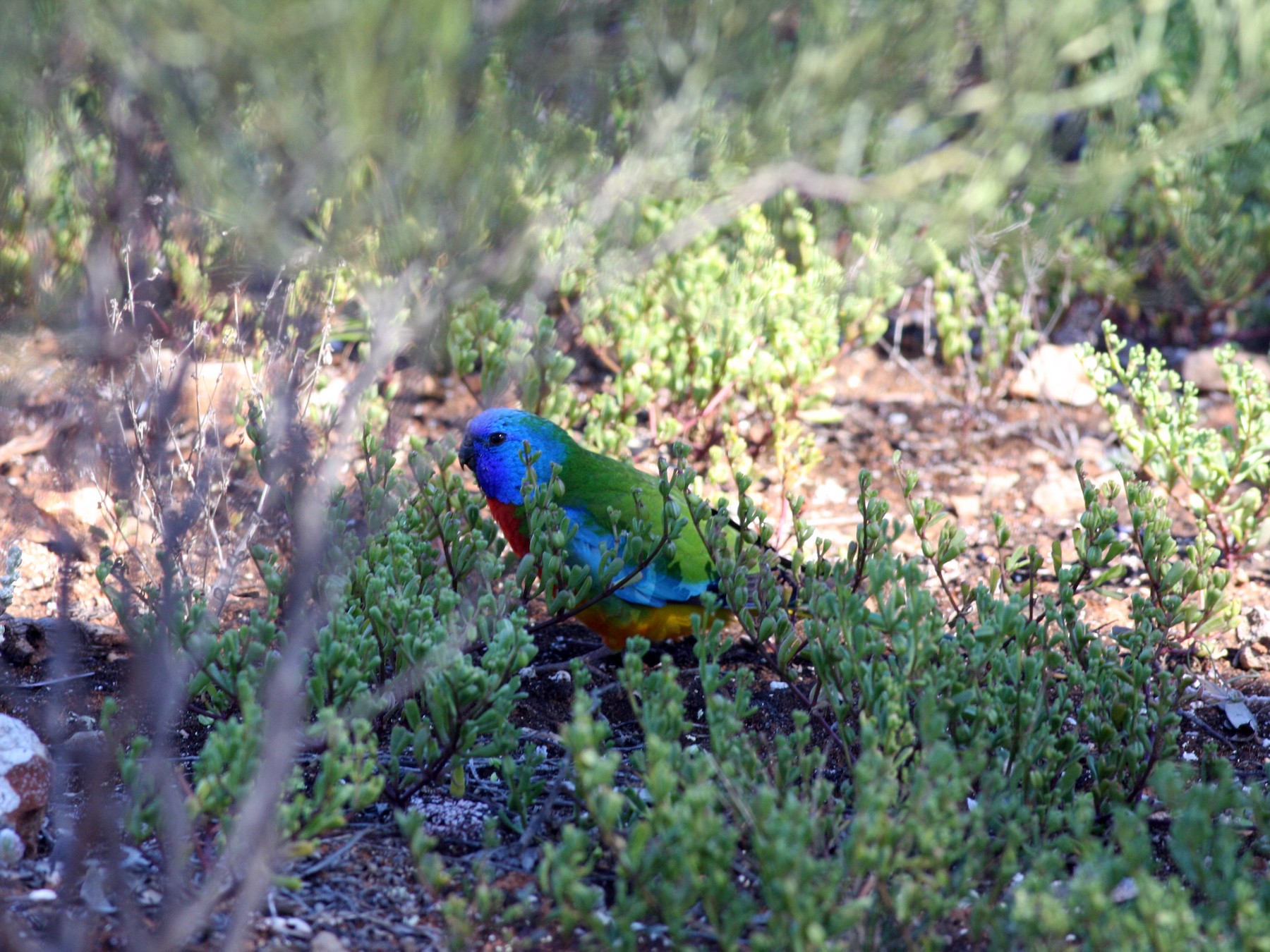 Scarlet-chested Parrot - eBird