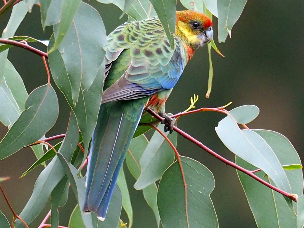 Western Rosella - eBird