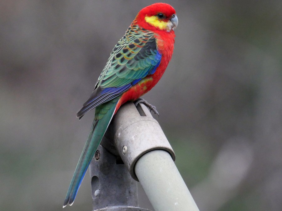 Western Rosella - eBird