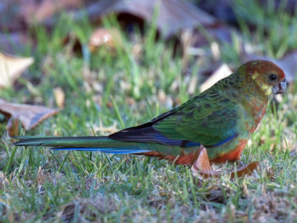 Western Rosella - eBird
