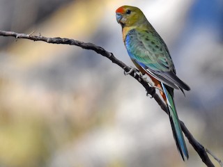 Western Rosella - eBird