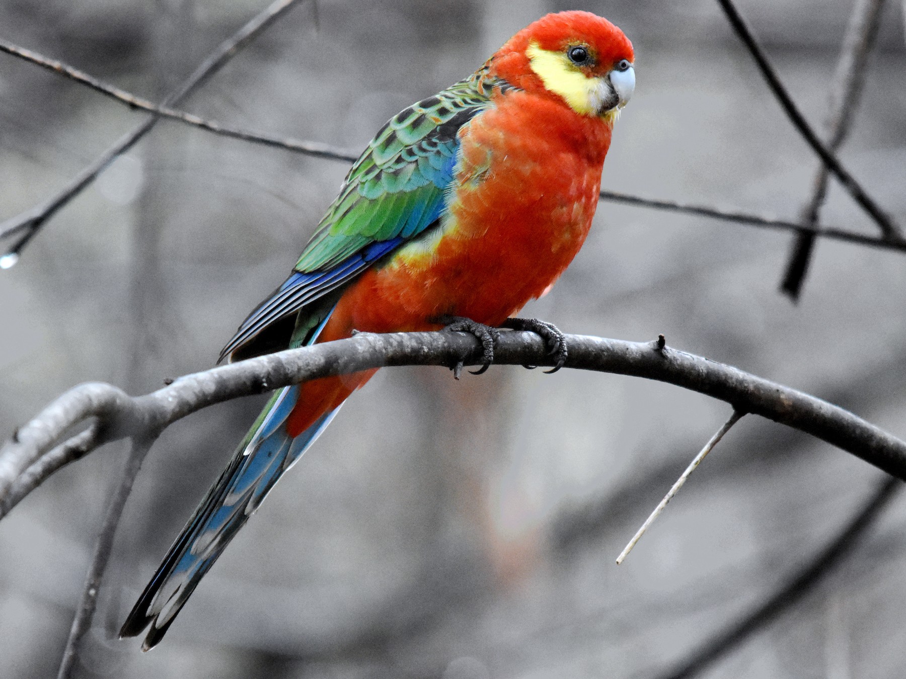 Western Rosella - eBird