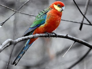 Western Rosella - eBird
