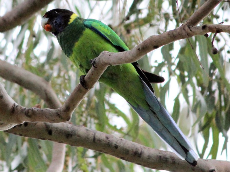 Australian Ringneck - eBird