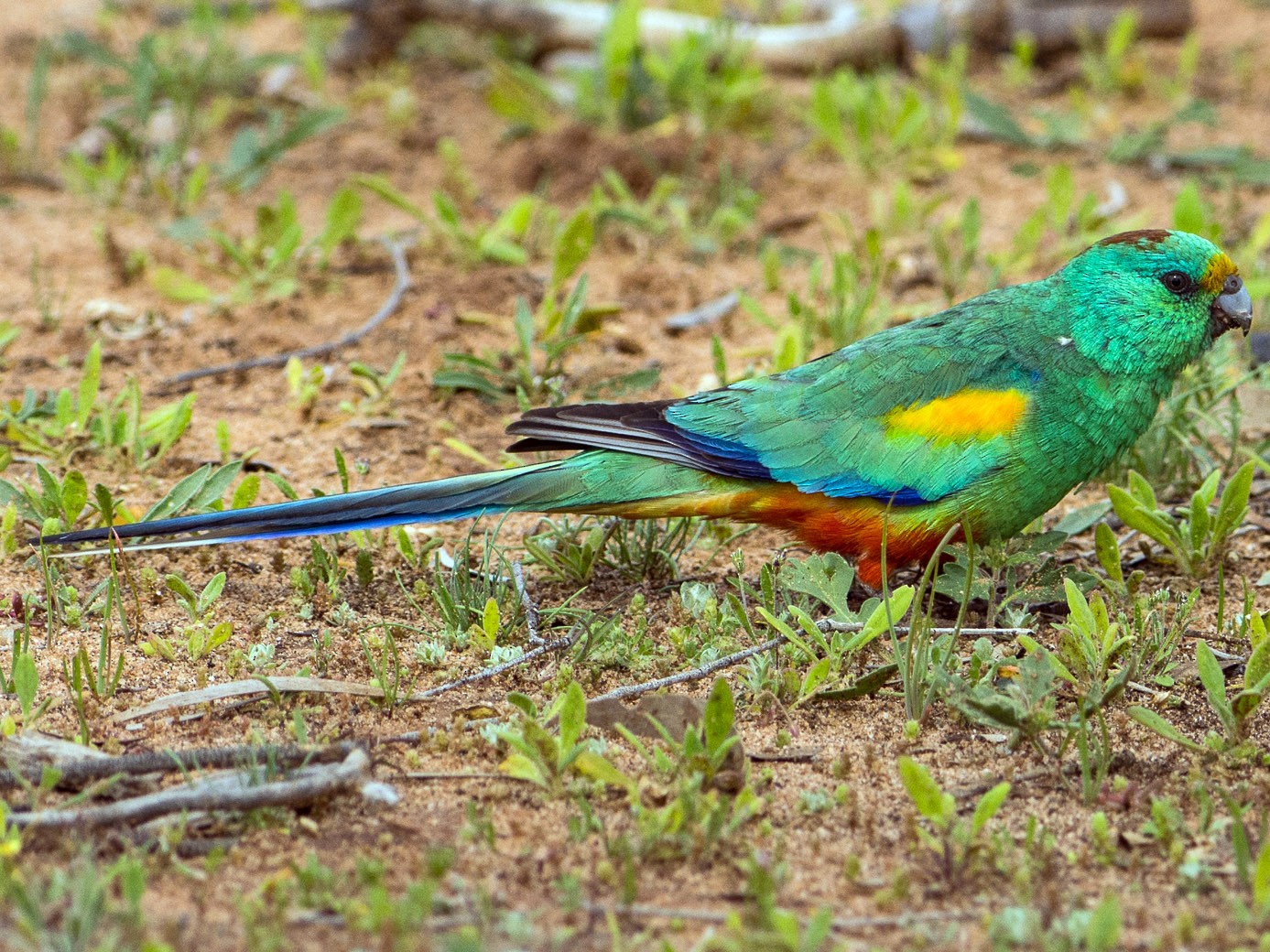 Mulga Parrot - eBird