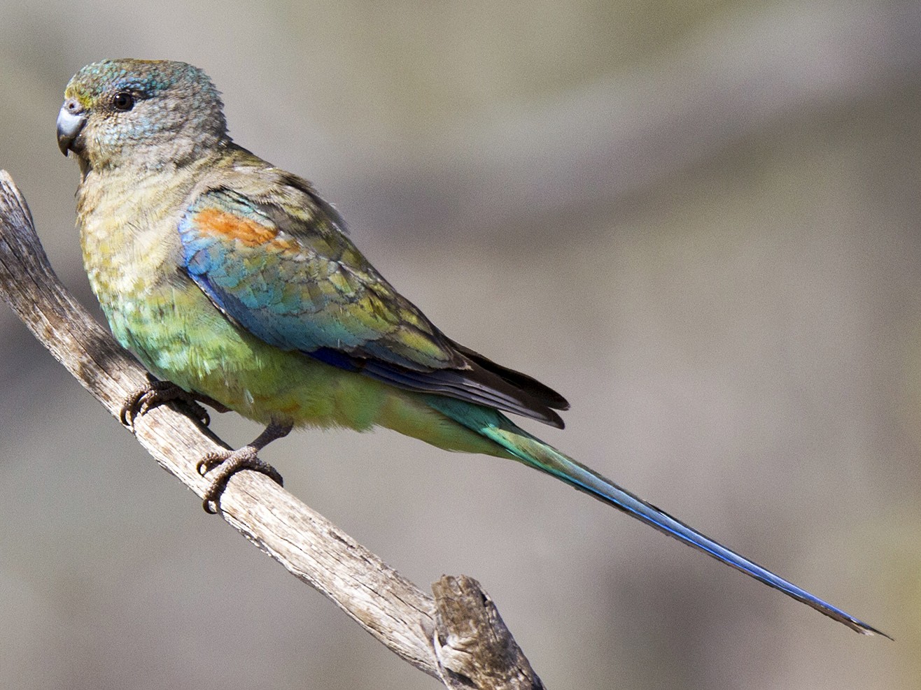 Mulga Parrot - eBird