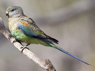 Mulga Parrot - eBird