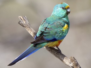 Mulga Parrot - eBird