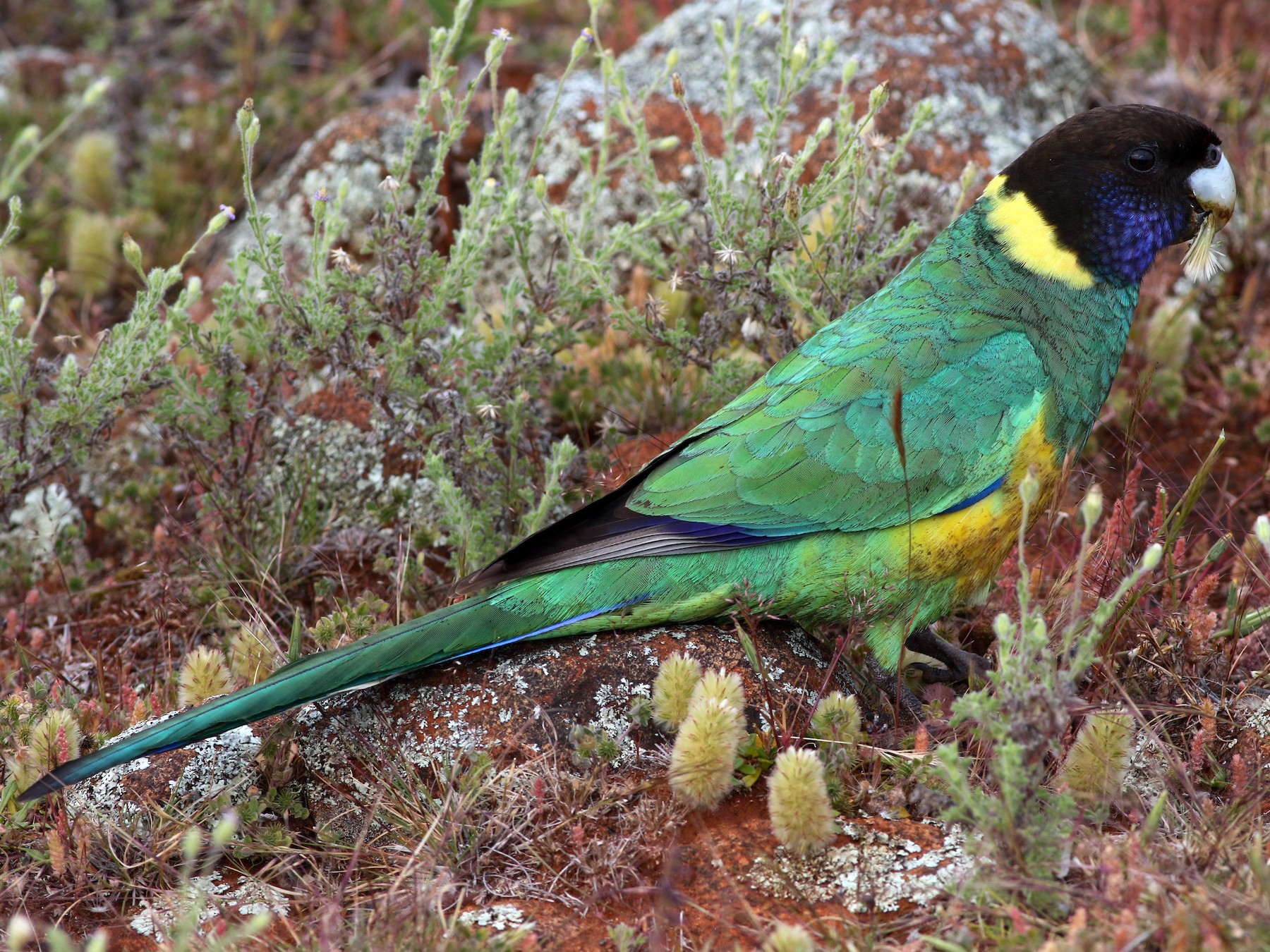 Australian Ringneck - eBird