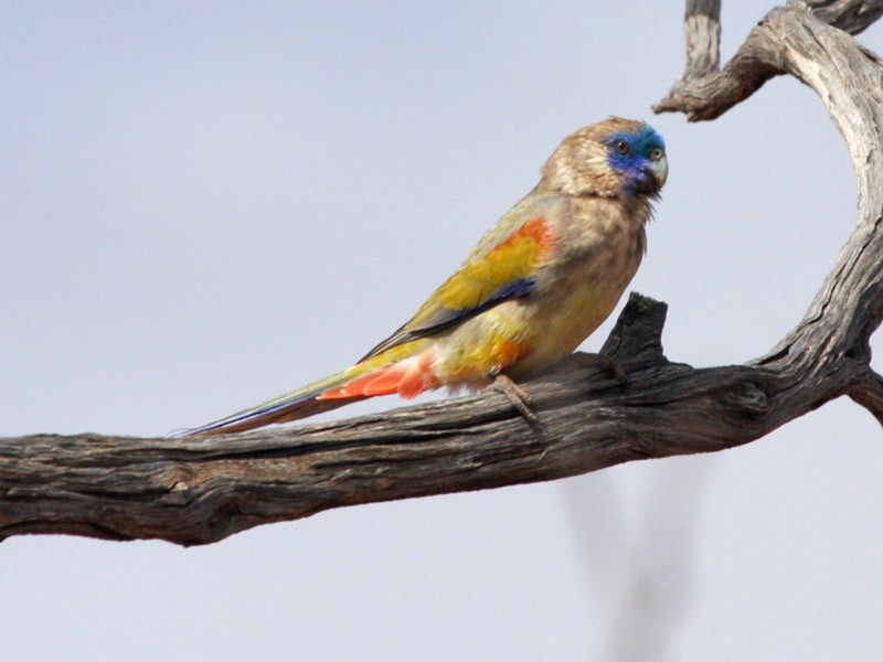 Naretha Bluebonnet - eBird