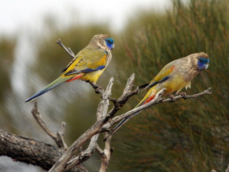 Naretha Bluebonnet - eBird