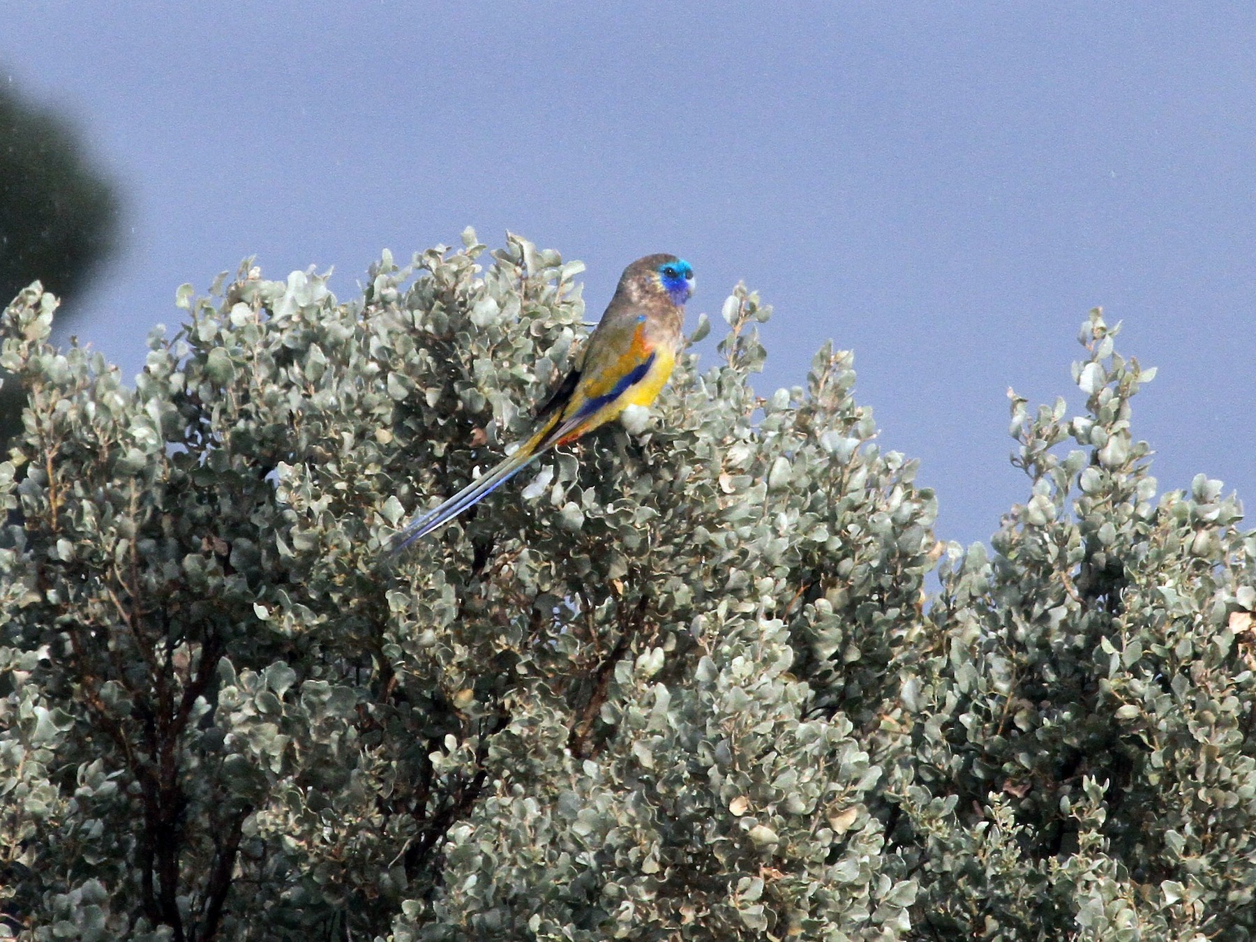 Naretha Bluebonnet - eBird